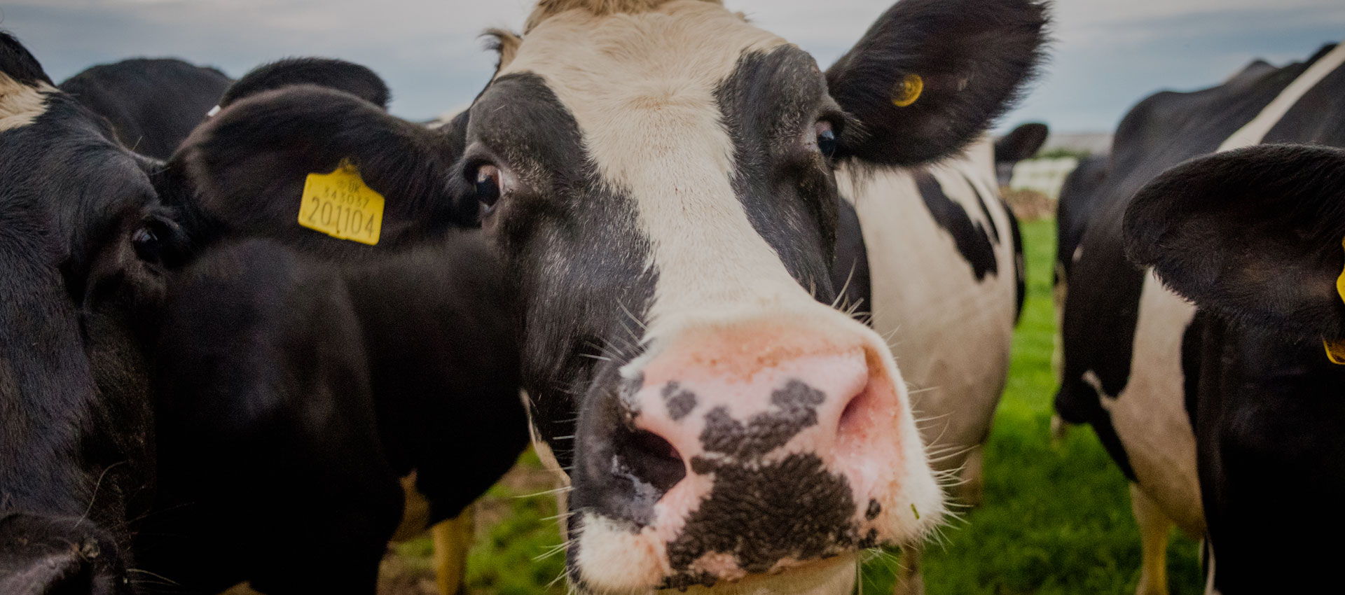 Dairy - Circle Foods